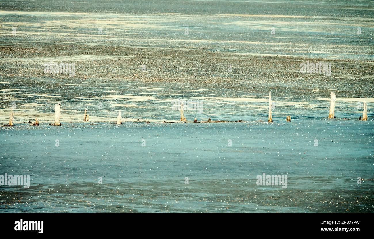 Wet salt marsh (wet saline) with salt agglomerations Stock Photo - Alamy