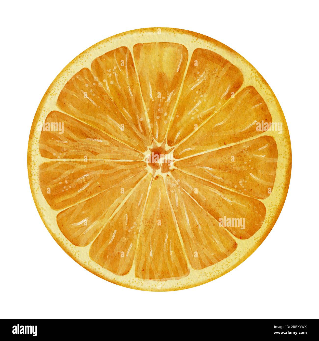 Orange round Slice. Hand drawn watercolor illustration of citrus fresh ...