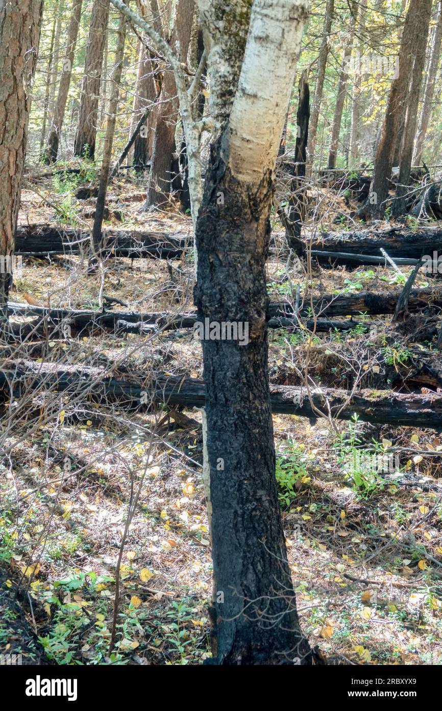 Fire-damaged forest boreal forests. Burnt boreal forests. Wildfire low ...