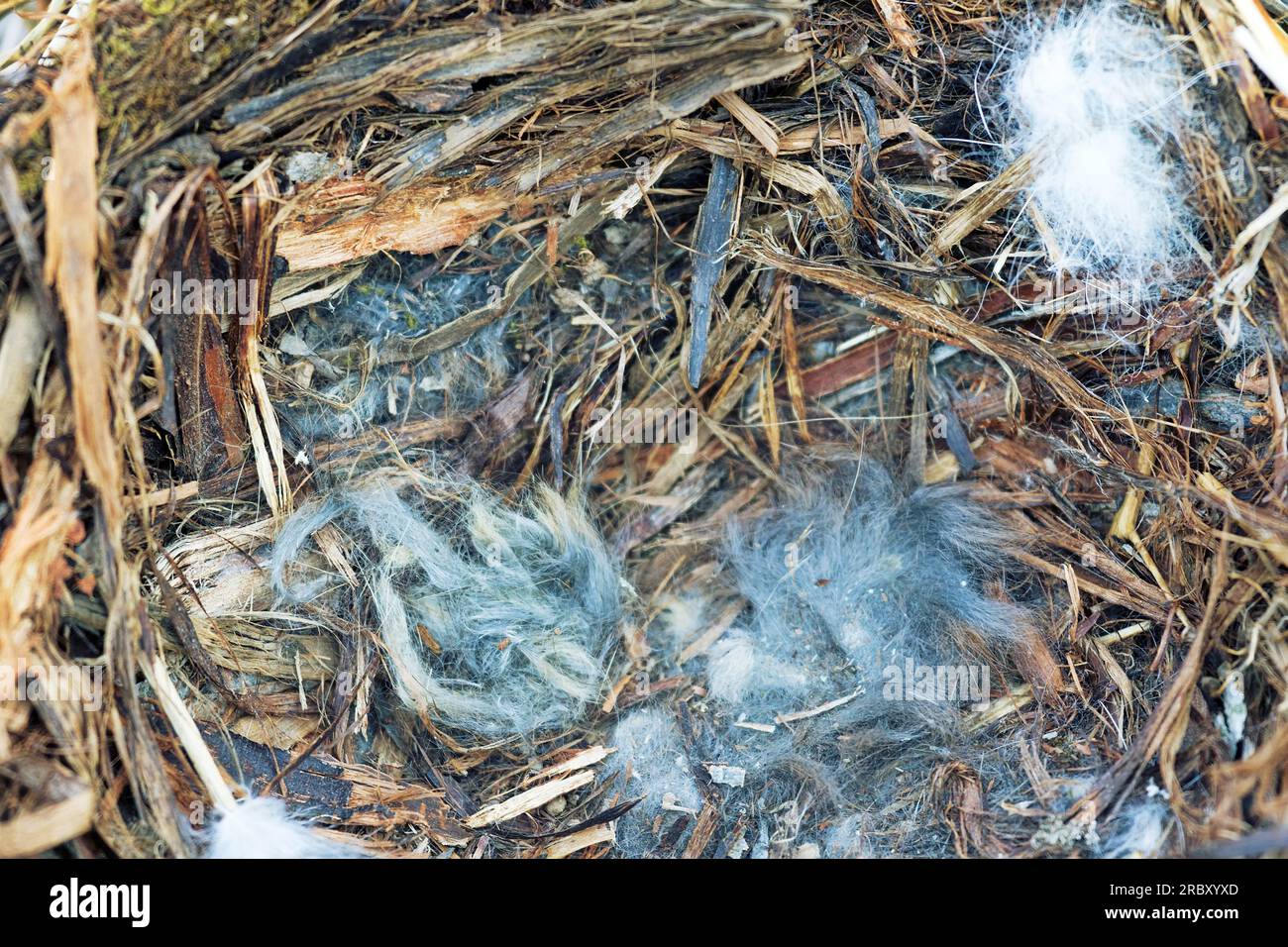 Nidology, study of birds nest. Hooded crow (Corvus cornix) nest ...