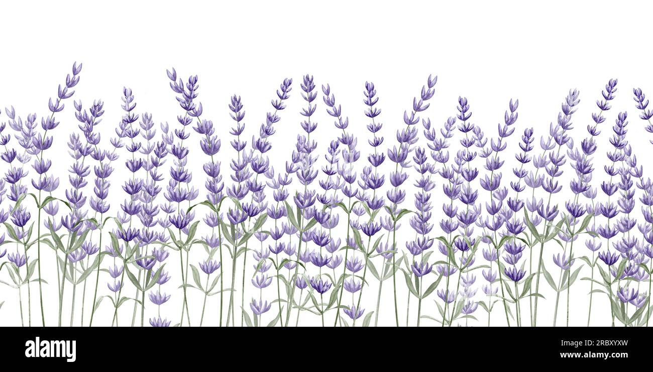 Lavender seamless Border on white isolated background. Hand drawn ...