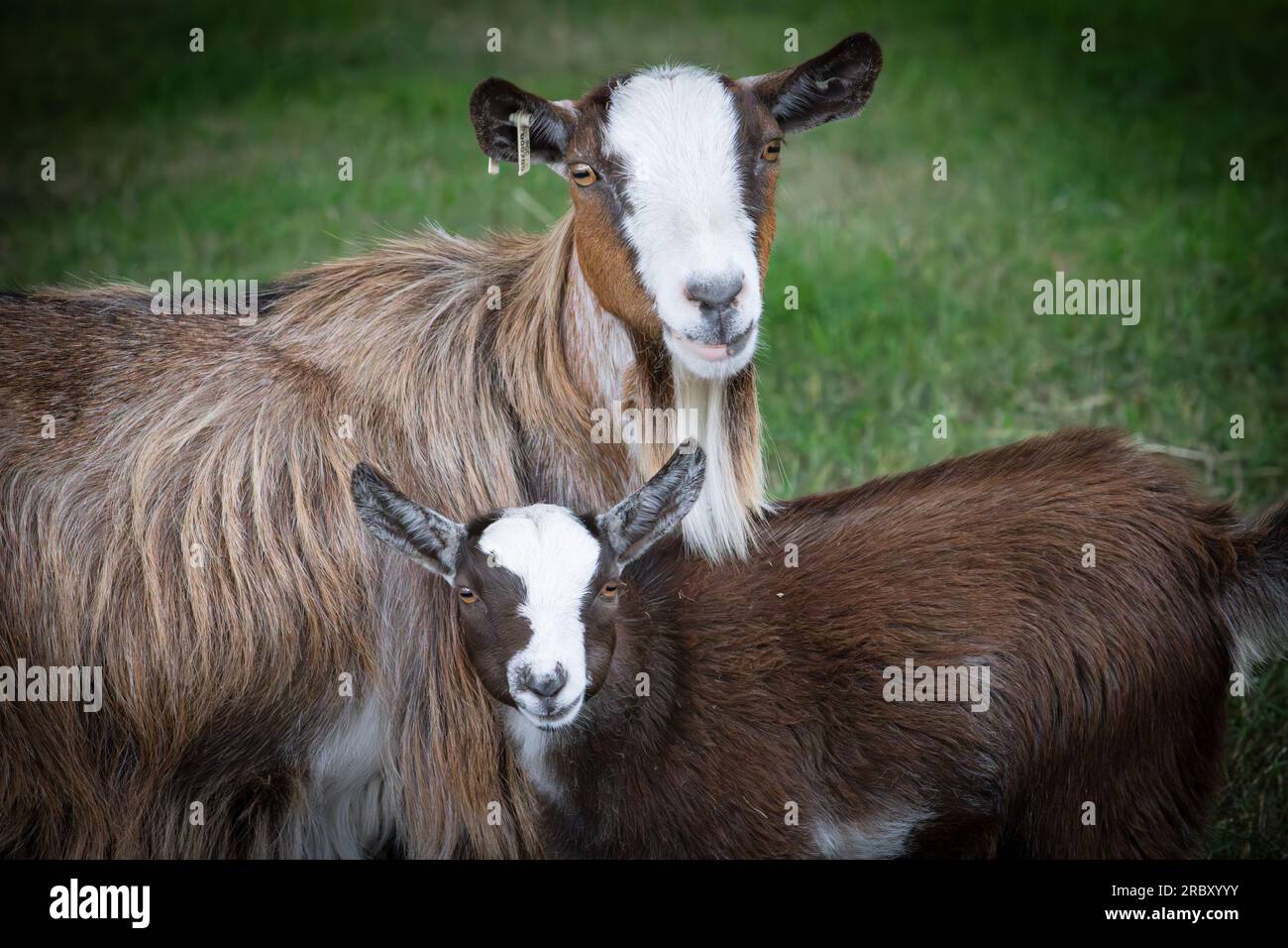 Curious goats hi-res stock photography and images - Alamy