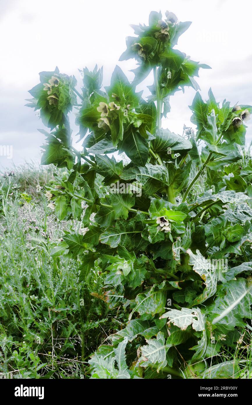 Faded henbane hi-res stock photography and images - Alamy
