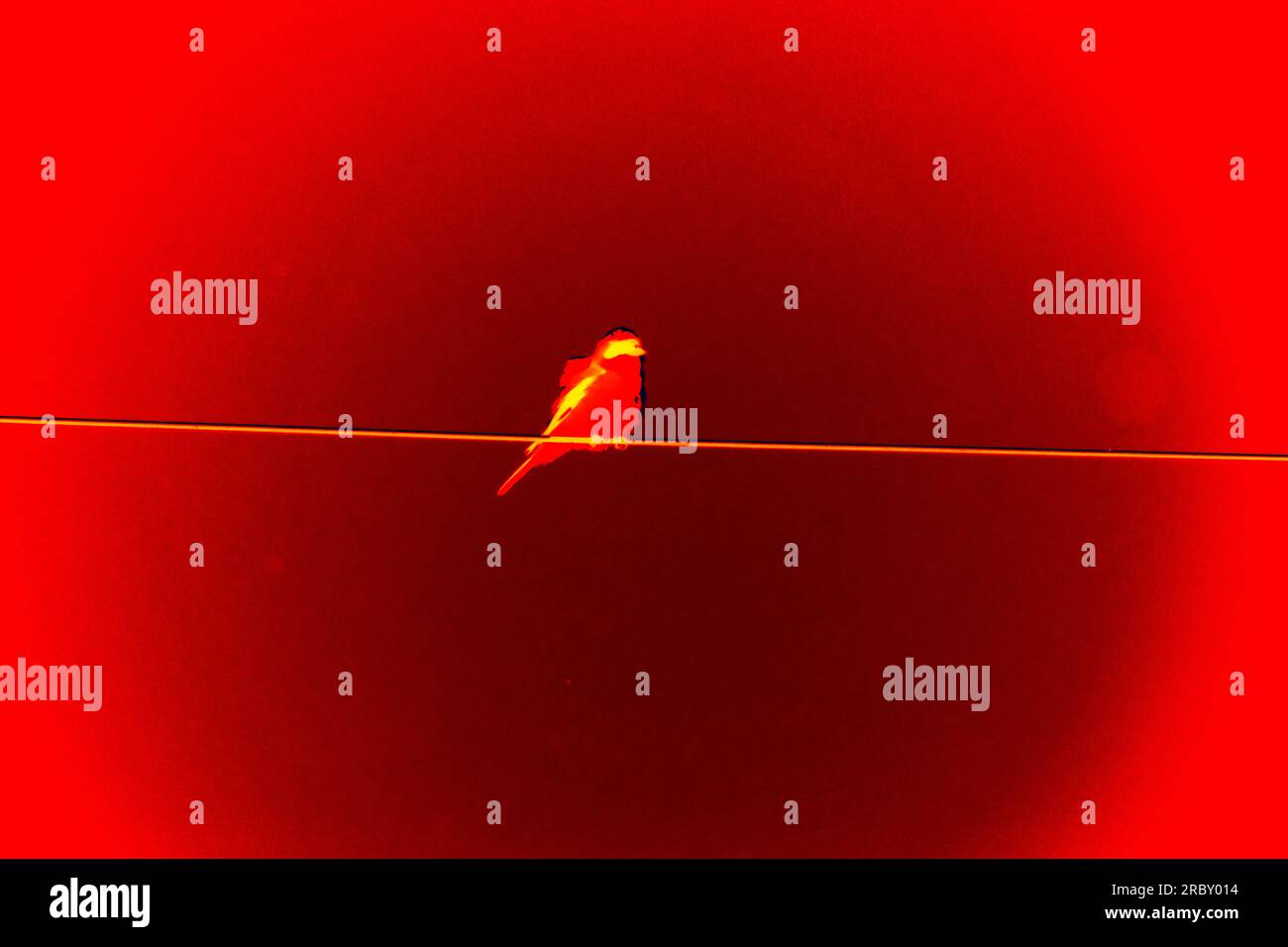 Bird on a wire. Illustration of thermal image Stock Photo - Alamy