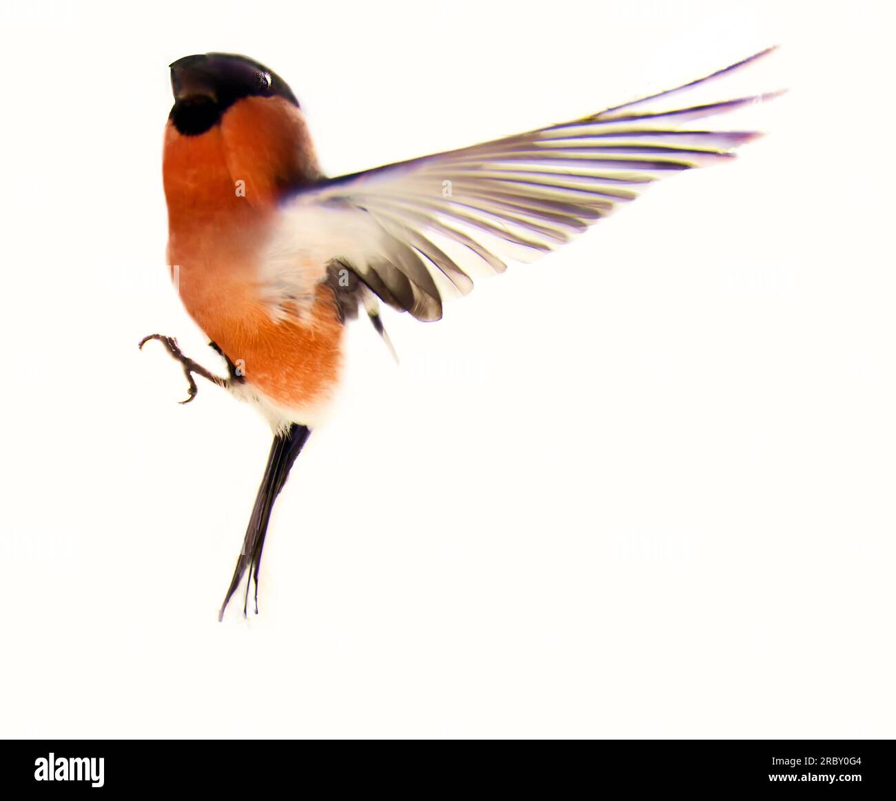 Eurasian bullfinch (Pyrrhula pyrrhula) male. The sharp start of the ...