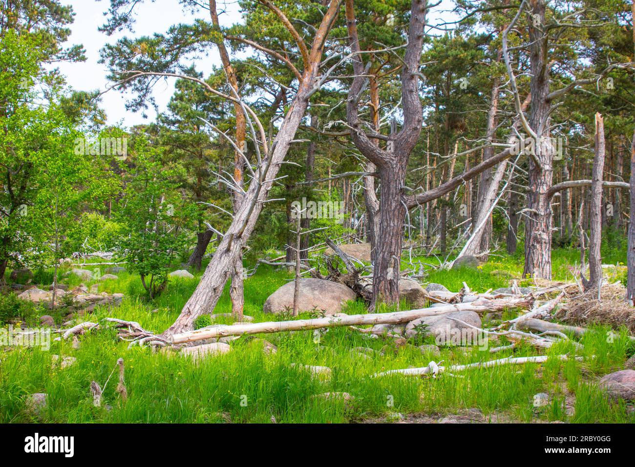 Primal forests hi-res stock photography and images - Alamy