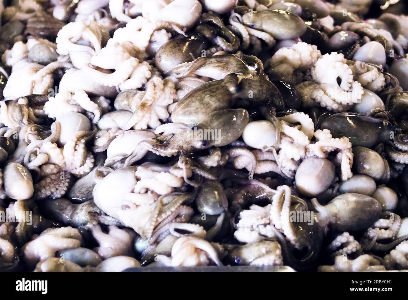Thai market. Small octopuses for sale Stock Photo - Alamy