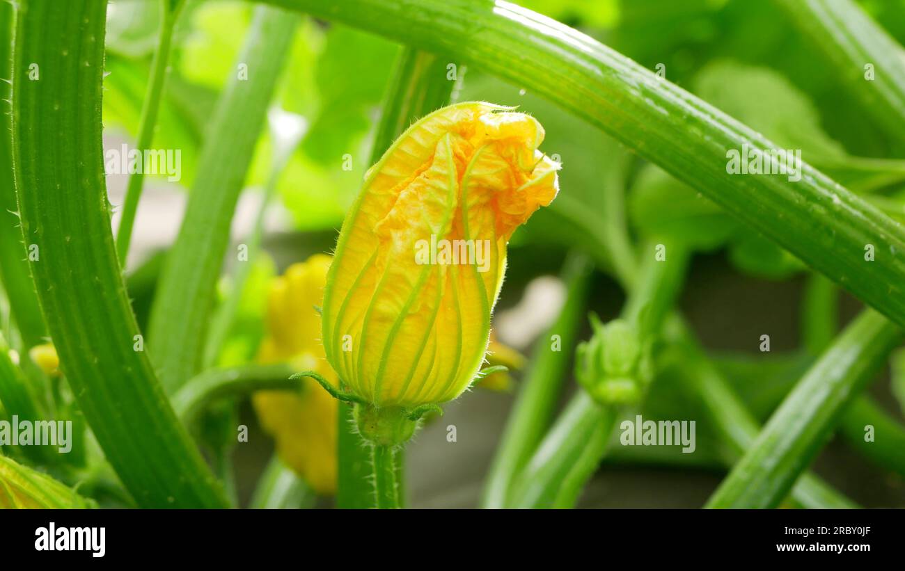 Flower pattypan squash patty pan blossom field with organic Cucurbita ...