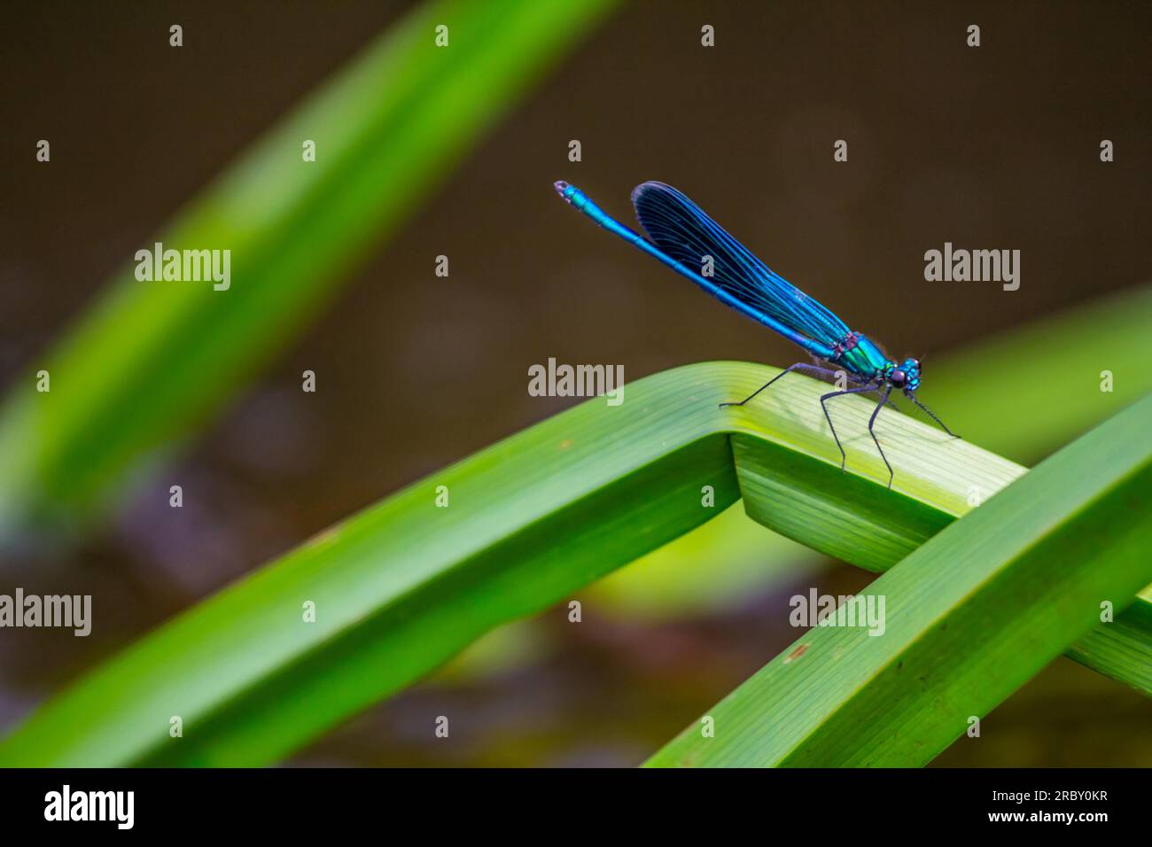 A Broad-winged damselflies, female (Calopteryx splendens, Calopterygidae) sits on a branch among ...