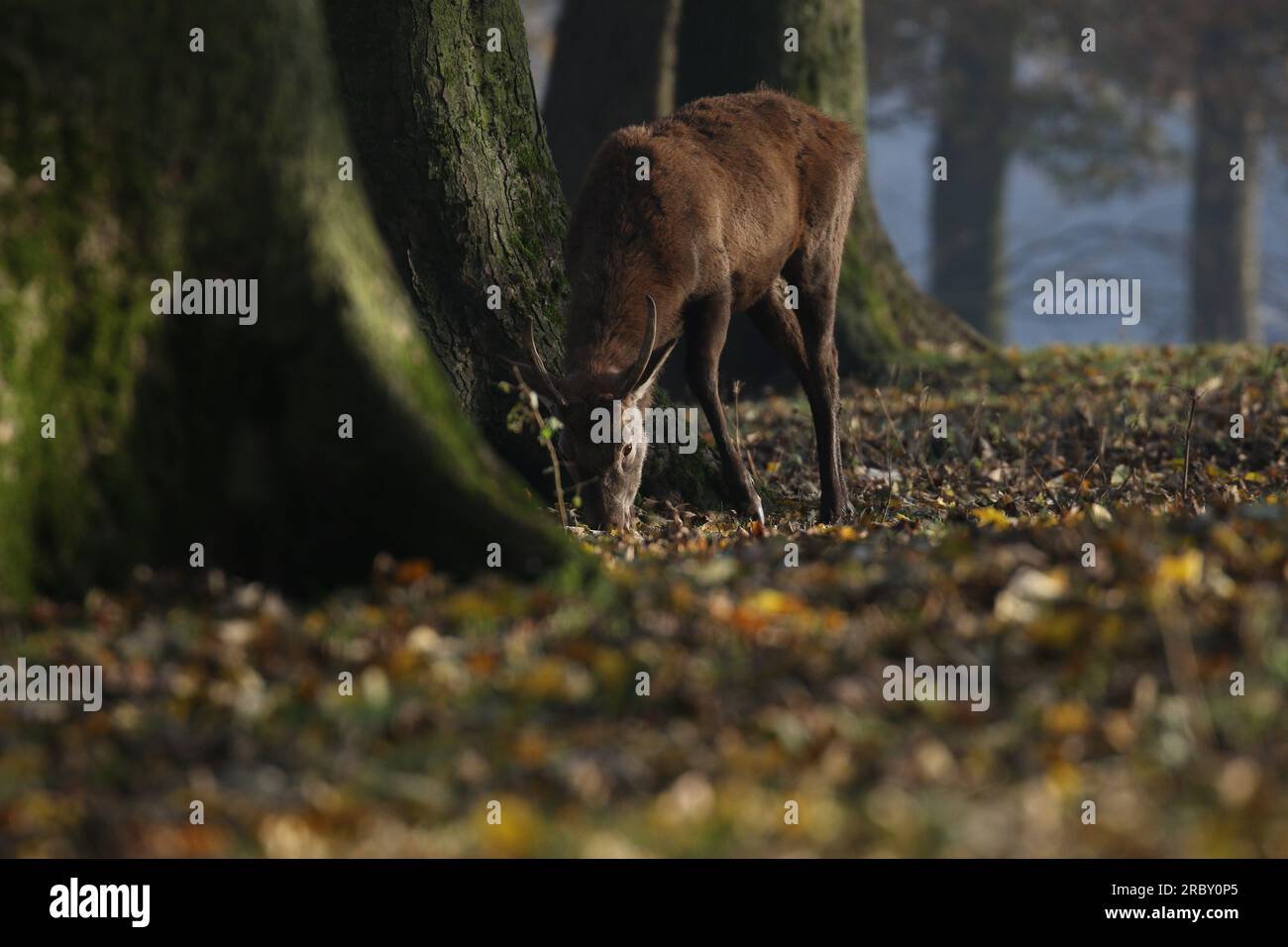 Dark red male hi-res stock photography and images - Alamy