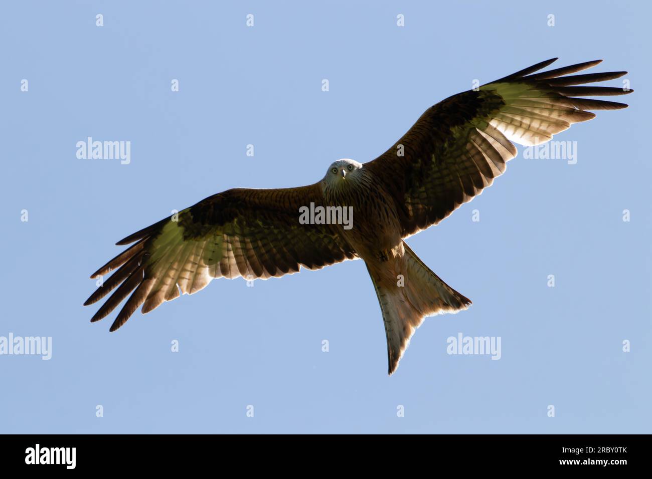 Red Kite in Flight Stock Photo - Alamy