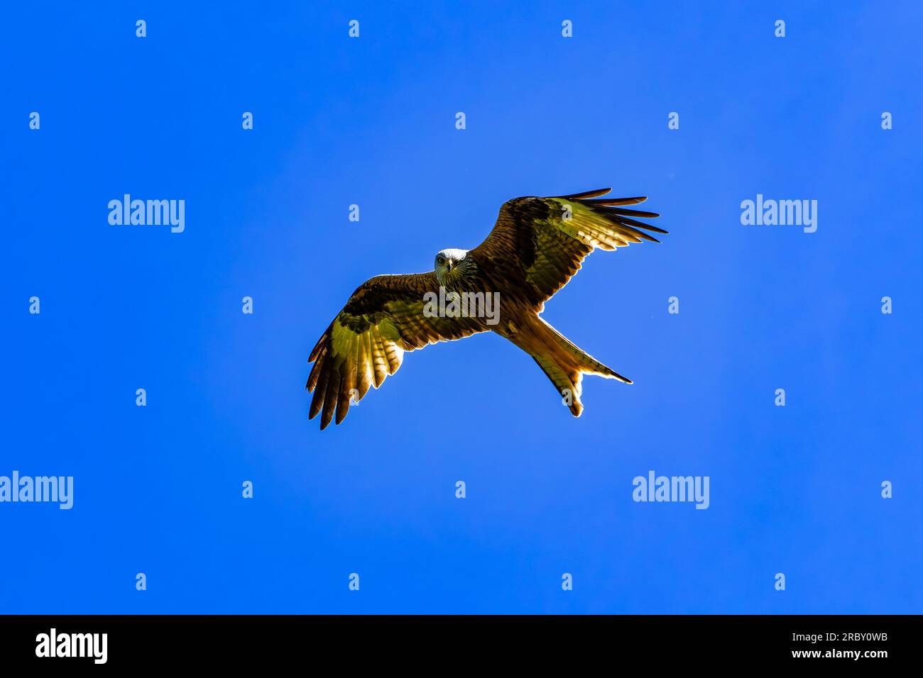 Red Kite in Flight Stock Photo - Alamy
