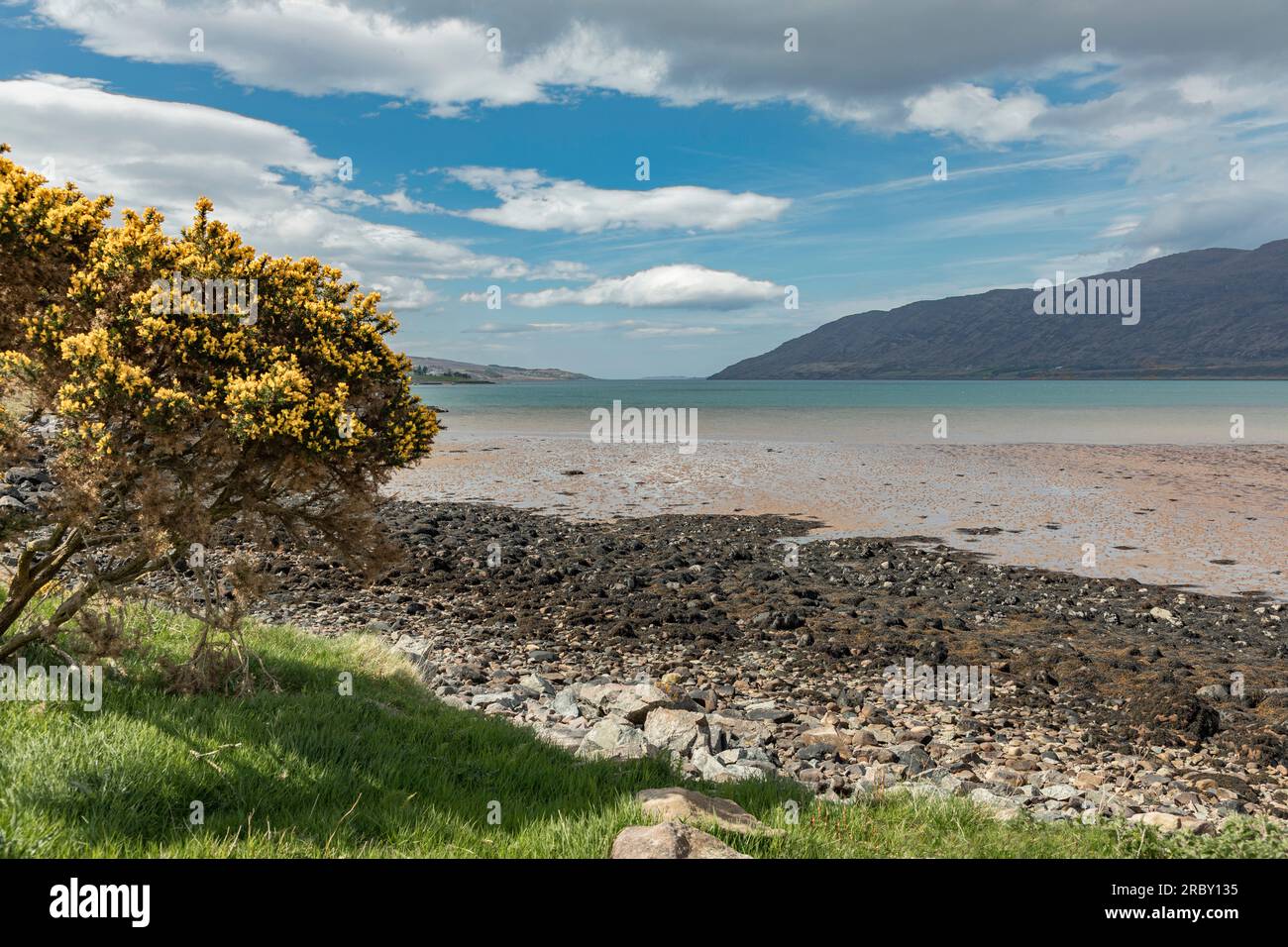 Beautiful scottish landscape with empty beaches and gorse busheds in ...