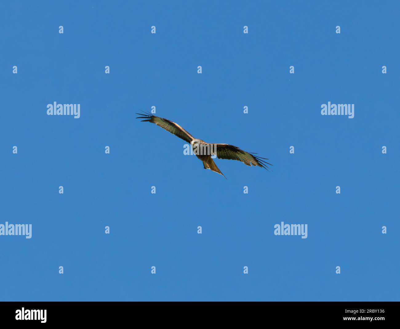 Red Kite in Flight Stock Photo - Alamy