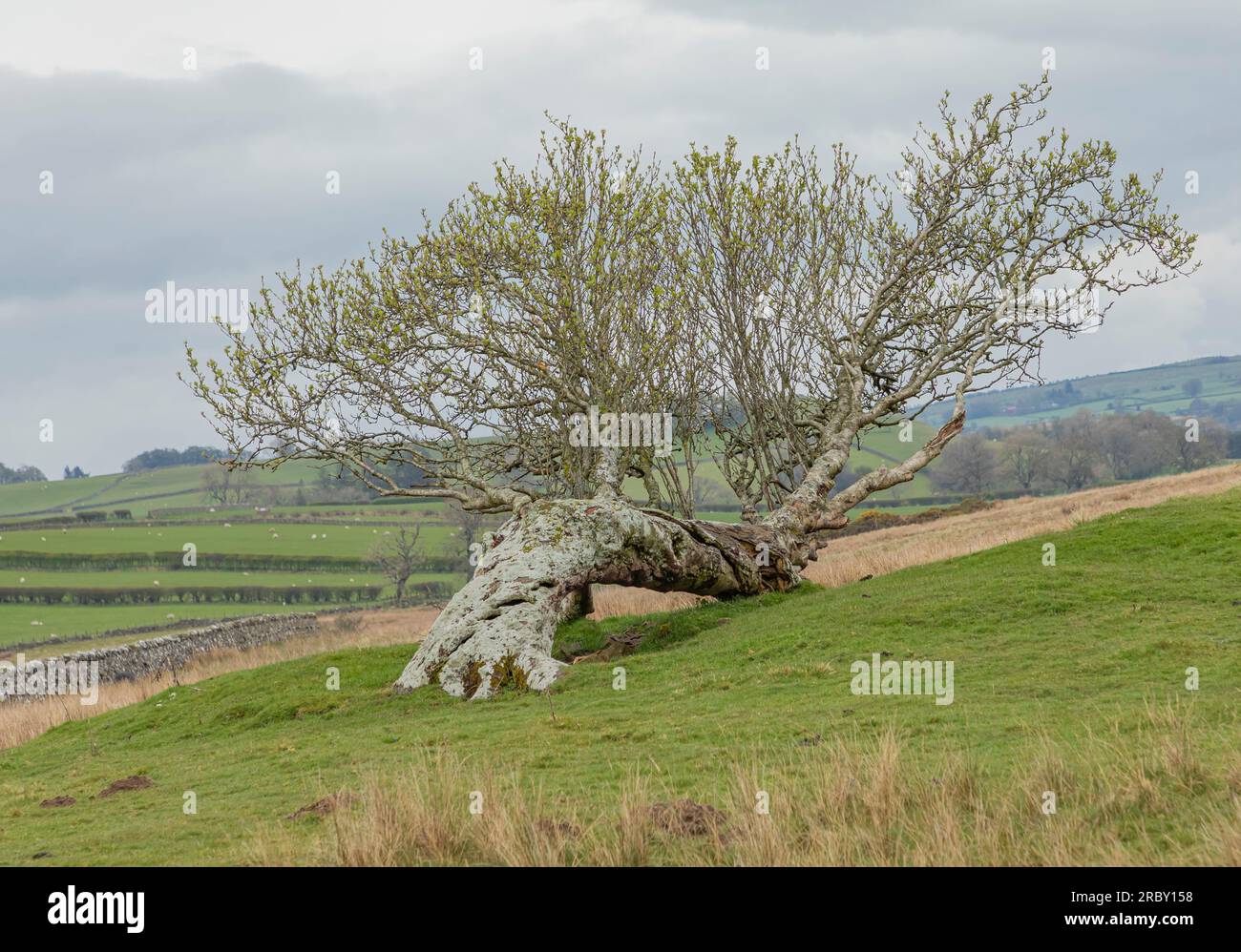 Old fallen over tree in the countryside on the ground but still alive ...