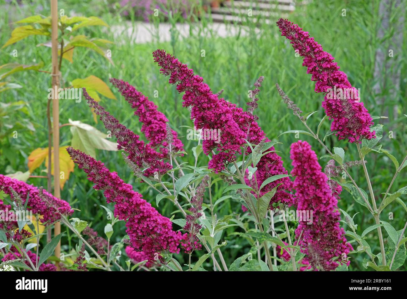 Buddleja butterfly bush 'Miss Ruby' in flower Stock Photo - Alamy