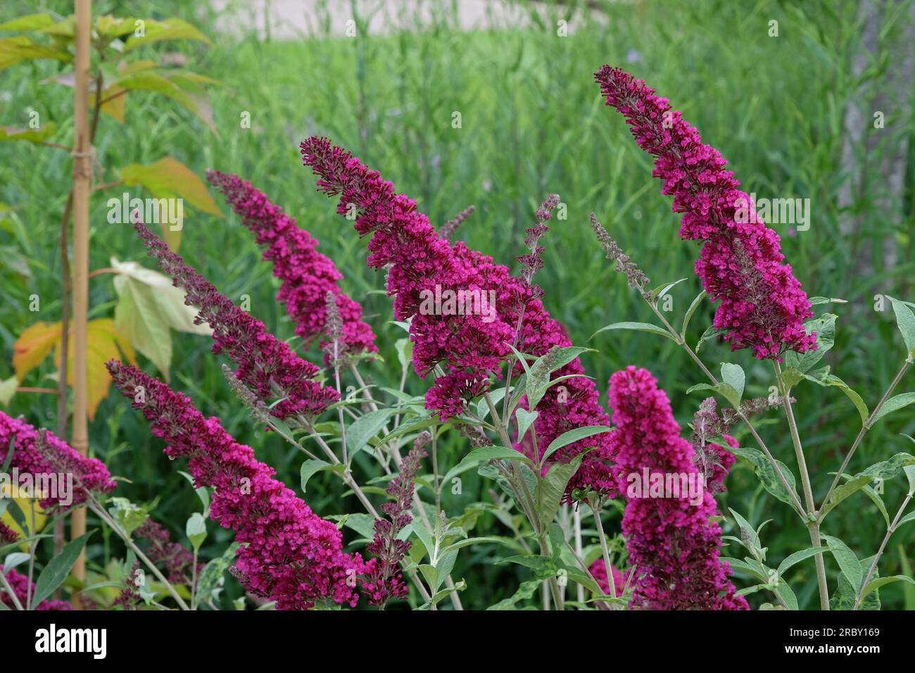 Miss ruby hi-res stock photography and images - Alamy