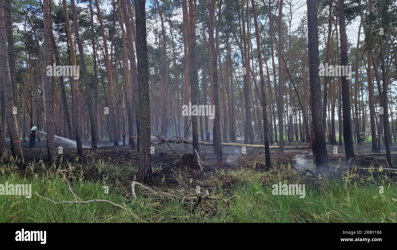 Bad Belzig, Germany. 11th July, 2023. Firefighters extinguish pockets ...