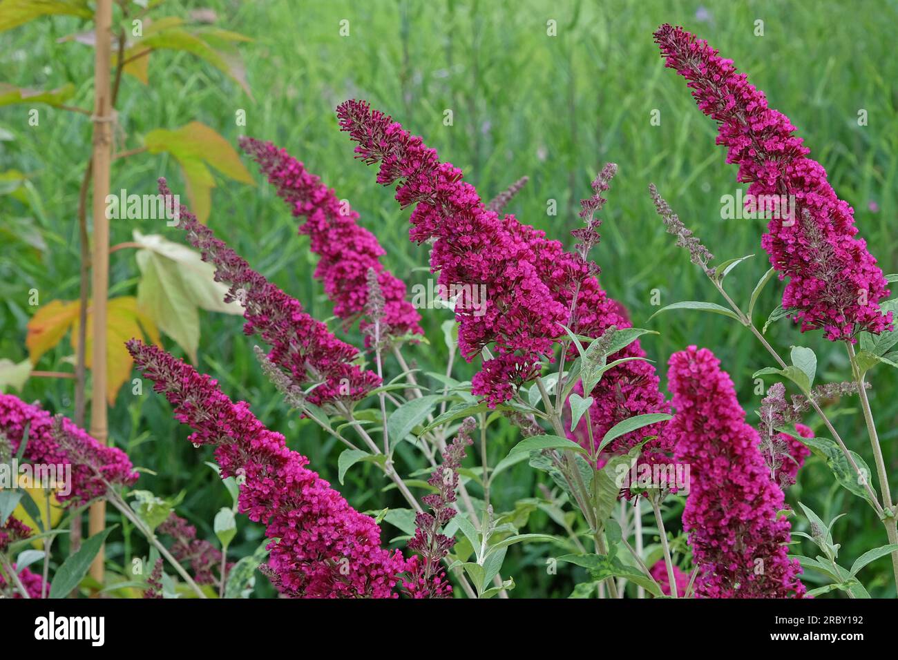 Buddleja butterfly bush 'Miss Ruby' in flower Stock Photo - Alamy