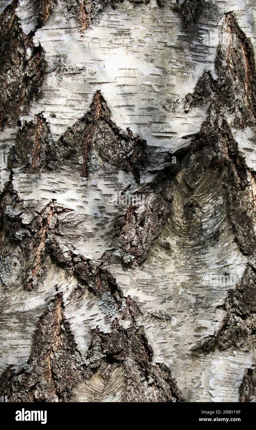 Silver birch tree bark Stock Photo - Alamy