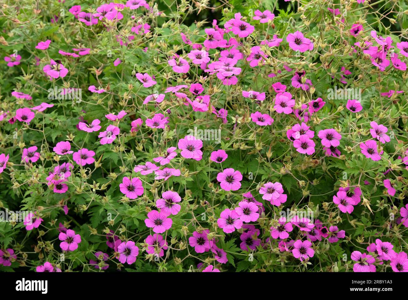 Hardy geranium hi-res stock photography and images - Alamy