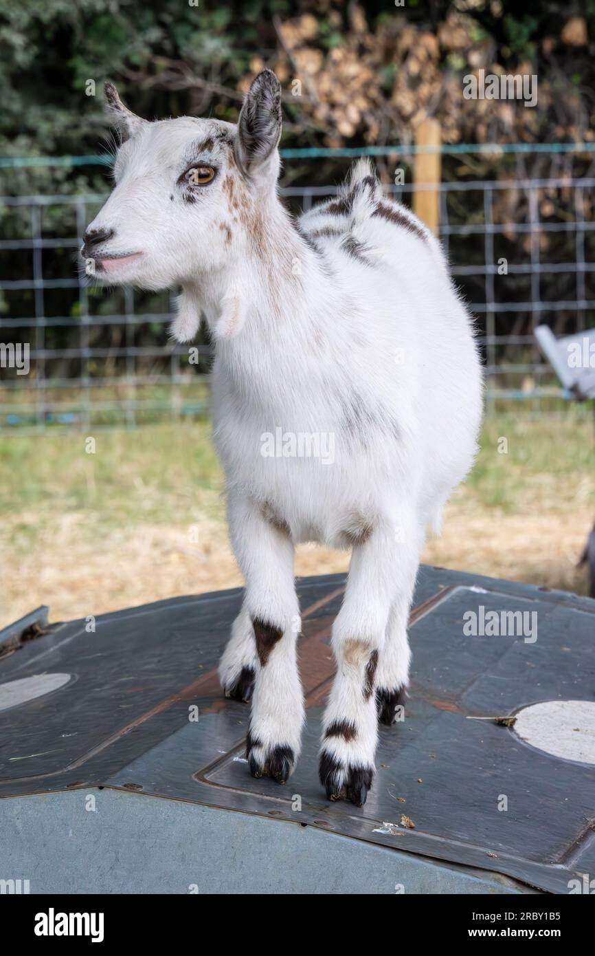 Goats at Margam Park Stock Photo - Alamy