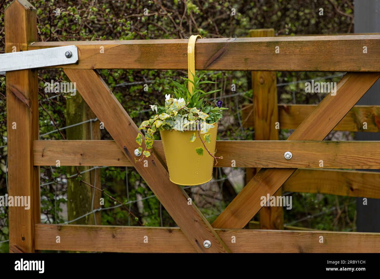 Yellow tin bucket hung on a farm gate in early Spring Stock Photo - Alamy