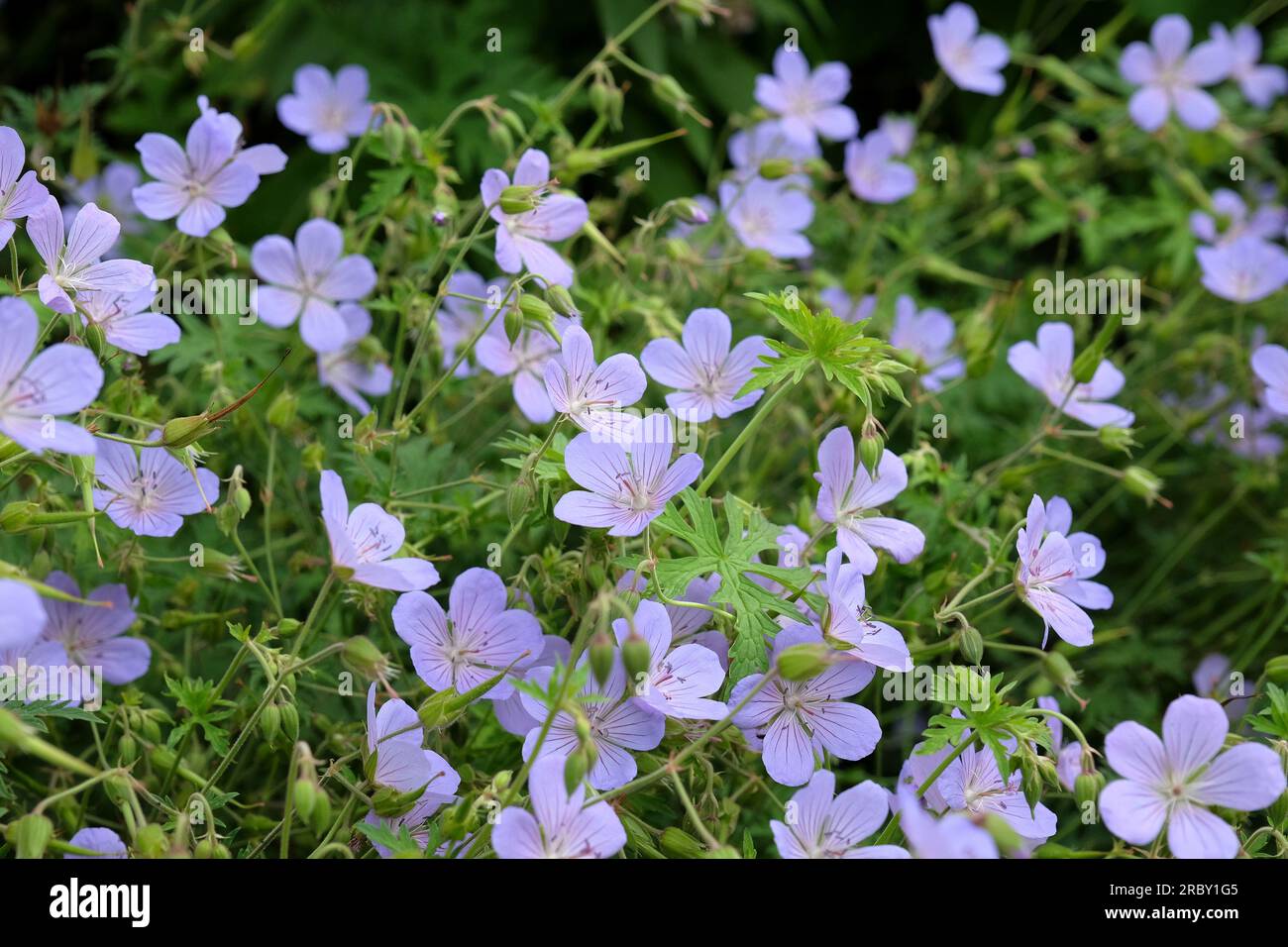 Hardy geraniums hi-res stock photography and images - Alamy