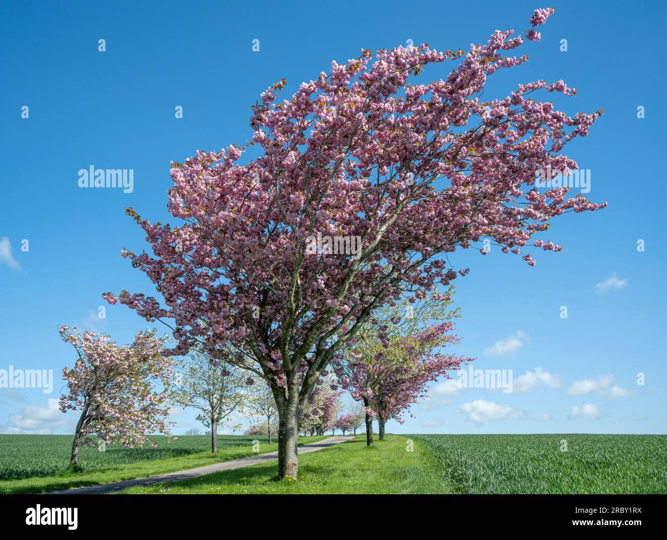 Cherry blossom at Huggate on the Yorkshire Wolds Stock Photo - Alamy