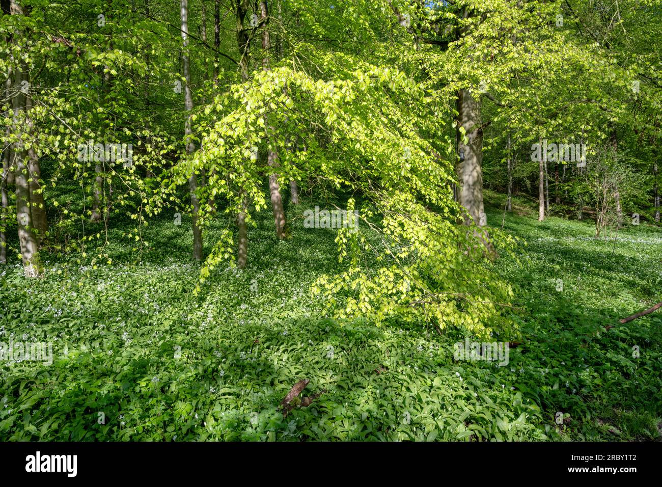 Spring foliage in Millington Woods on the Yorkshire Wolds Stock Photo ...