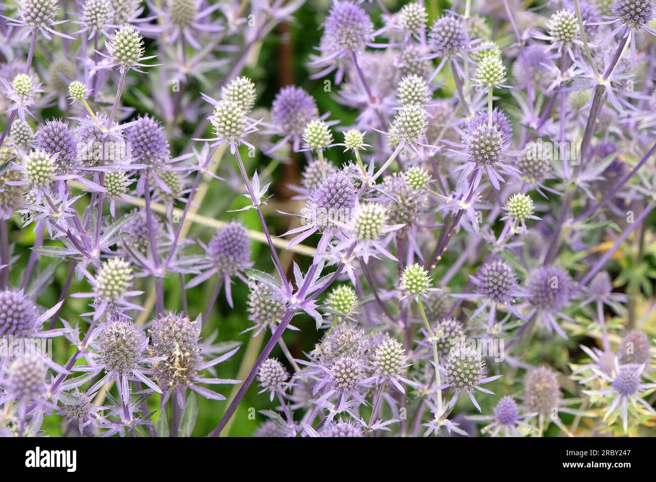 Eryngium Planum 'Blue Glitter' in flower Stock Photo - Alamy