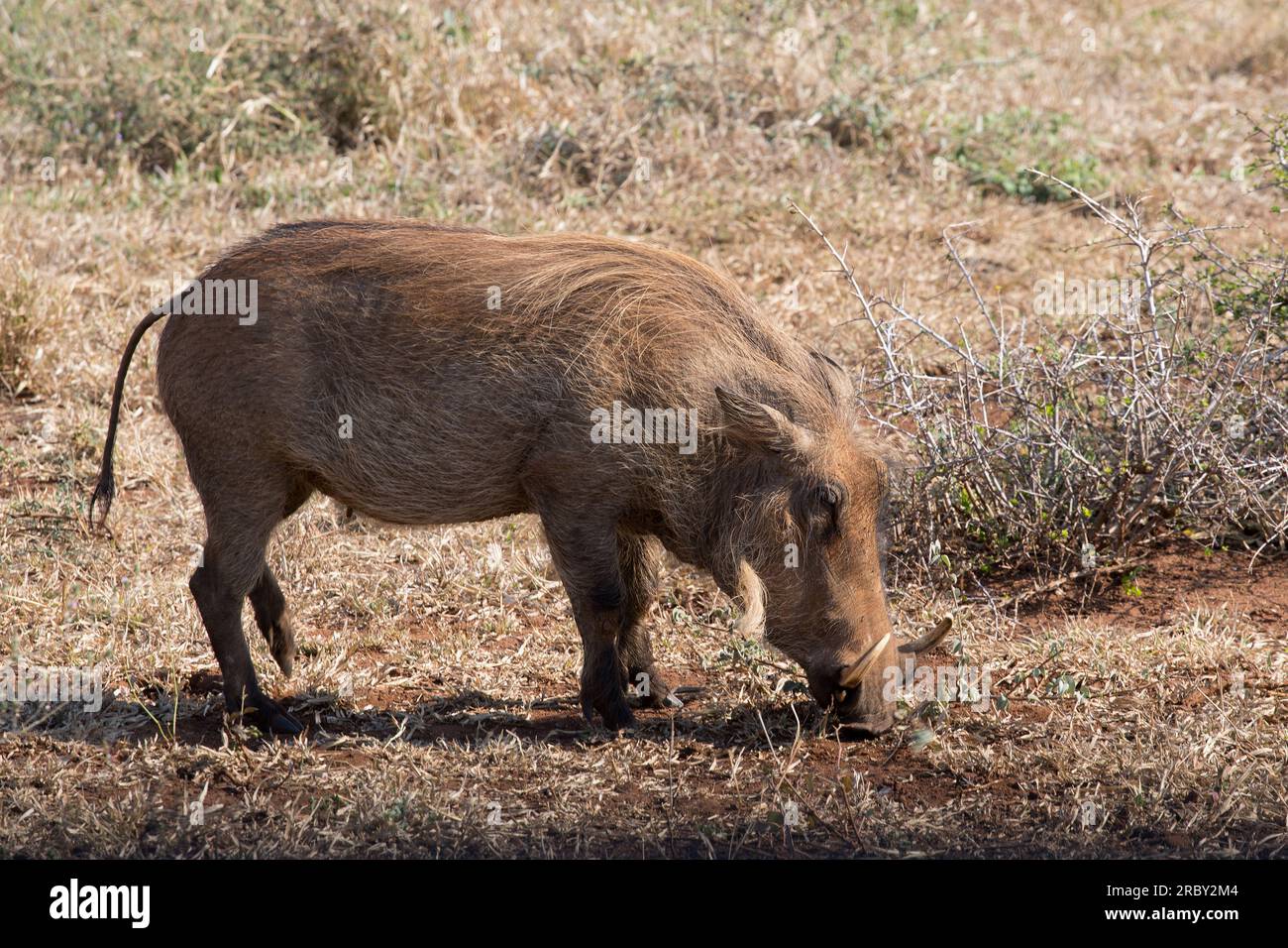 Common warthogs hi-res stock photography and images - Alamy