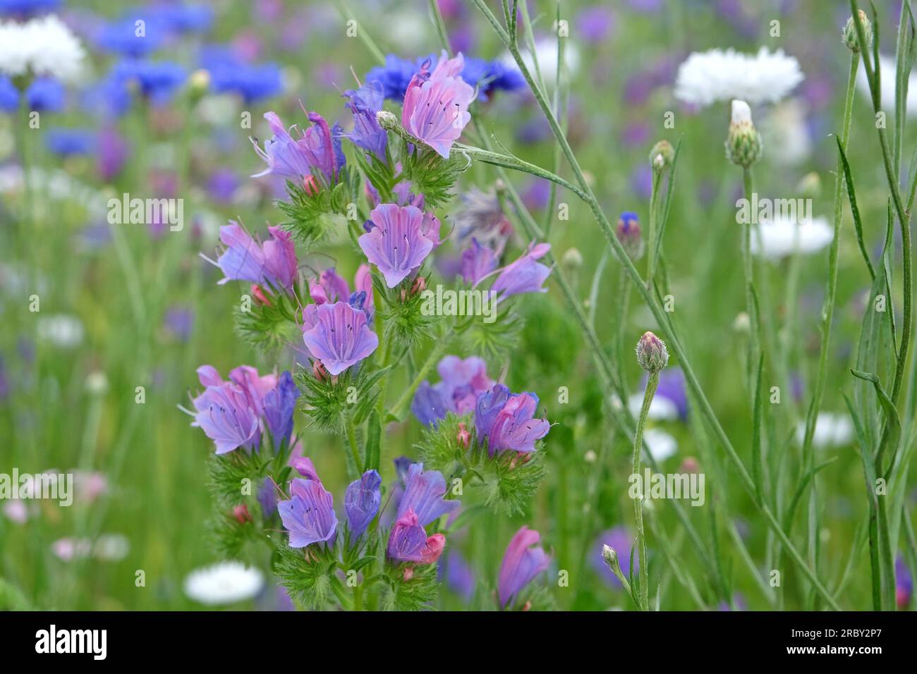 Viperos hi-res stock photography and images - Alamy