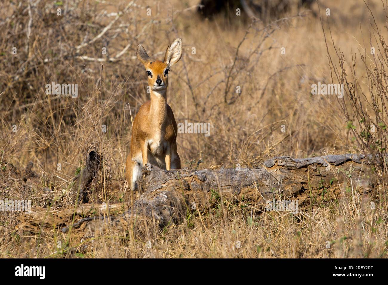 Southern steenbok hi-res stock photography and images - Alamy