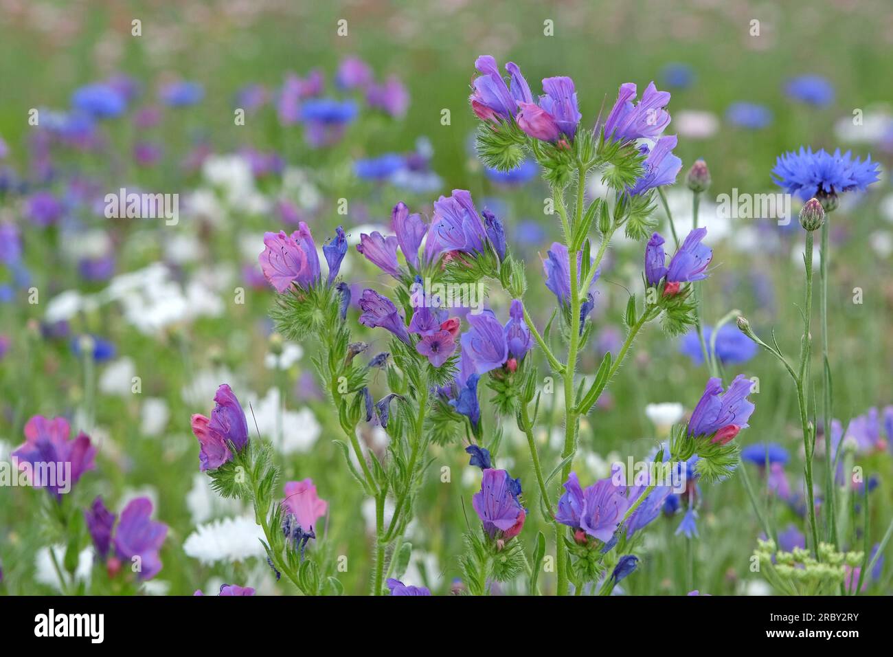 Salvation jane flowers hi-res stock photography and images - Alamy