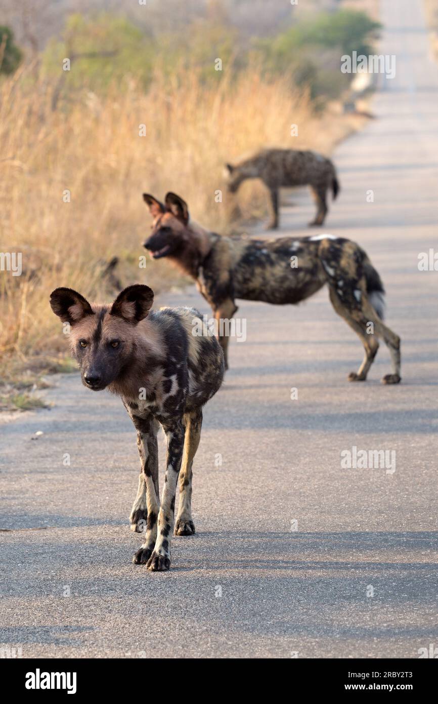 Kruger national park dogs hi-res stock photography and images - Alamy