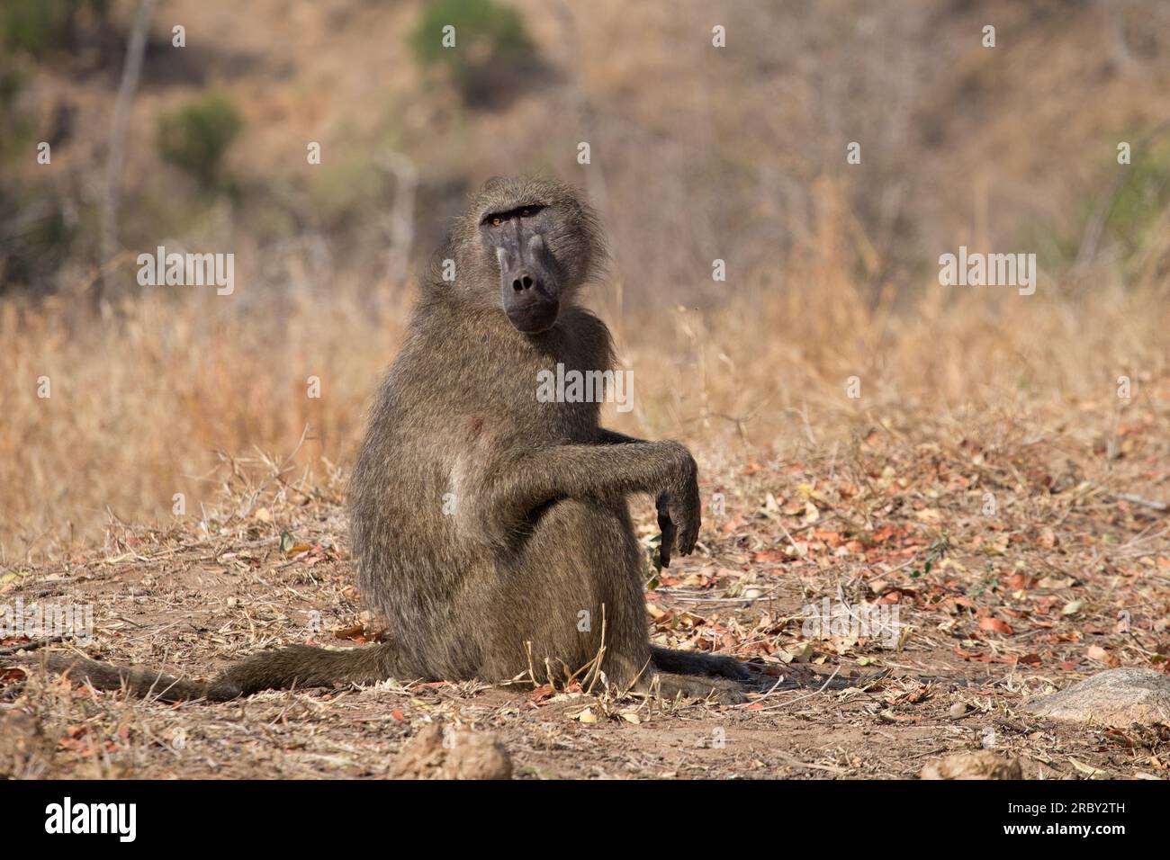 Kruger baboons hi-res stock photography and images - Alamy