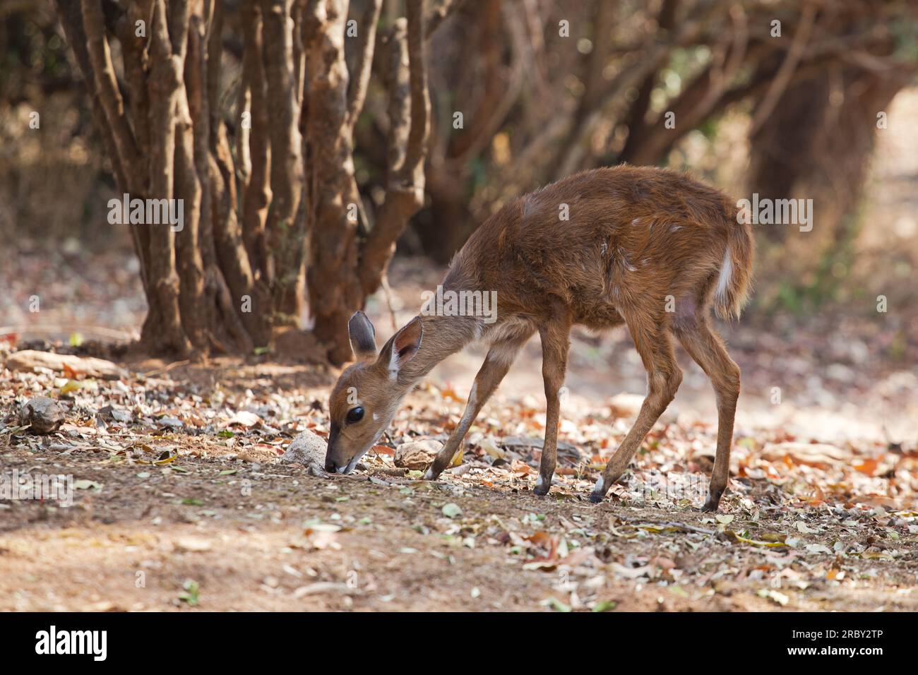 Bushbuck hi-res stock photography and images - Alamy