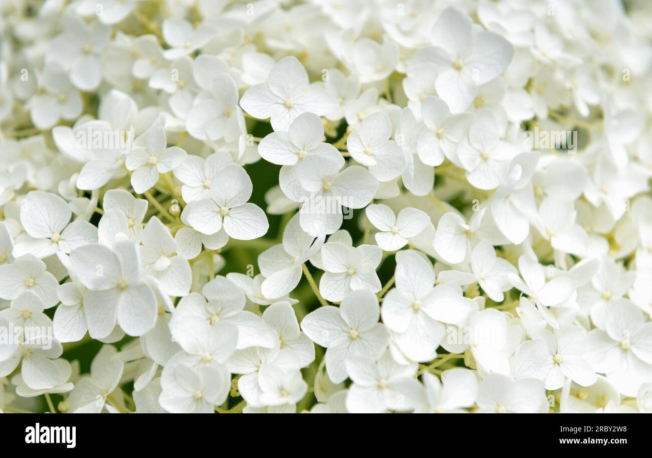 White flowers images hi-res stock photography and images - Alamy