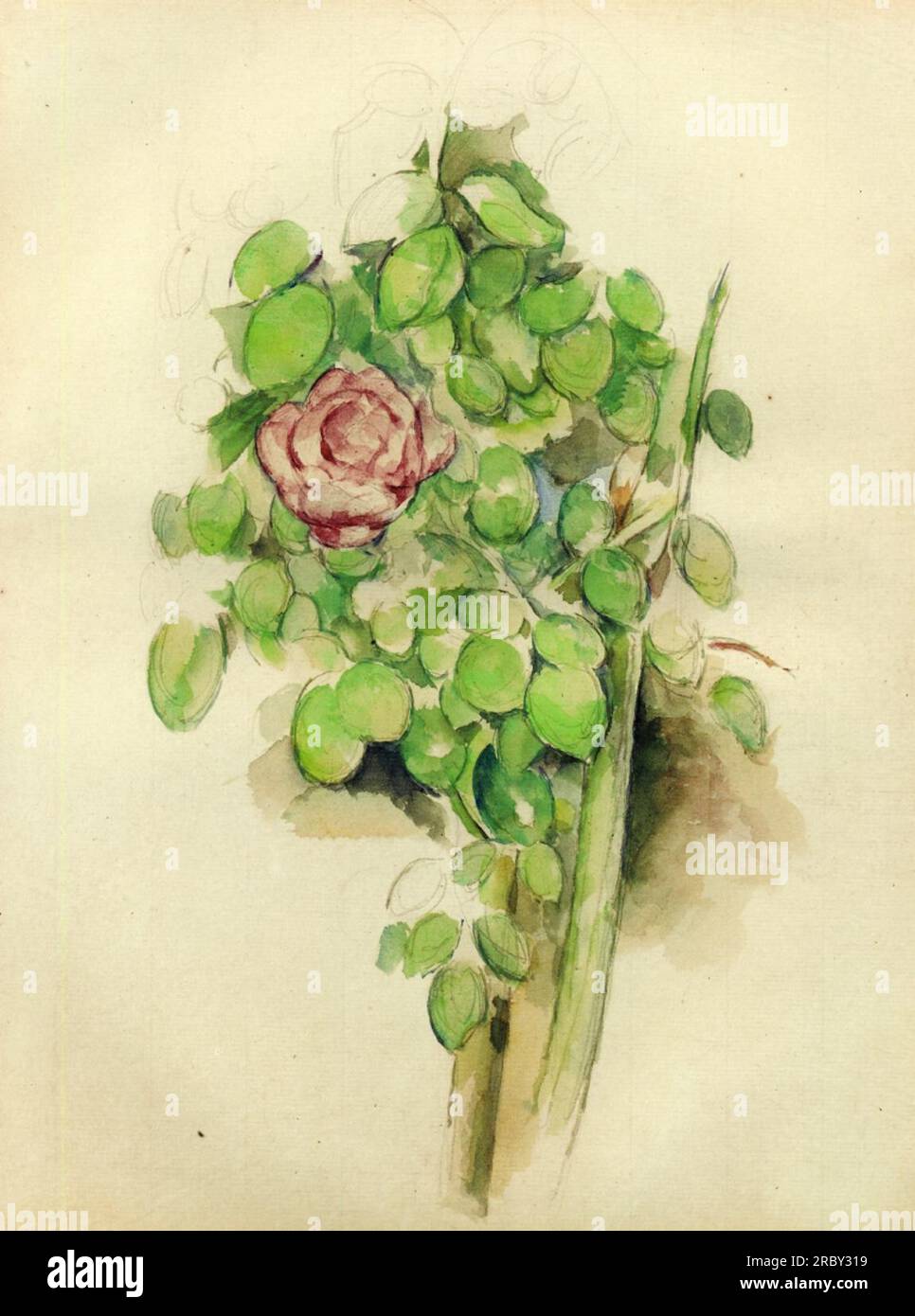 Rose Bush 1888 by Paul Cezanne Stock Photo - Alamy