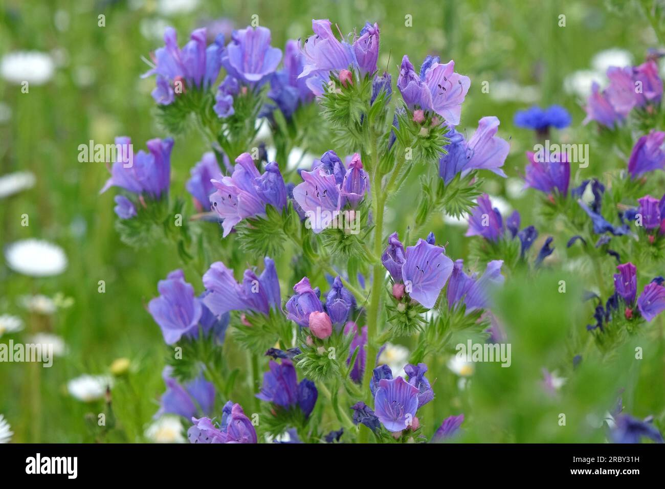 Purple viperÕs bugloss in flower Stock Photo - Alamy