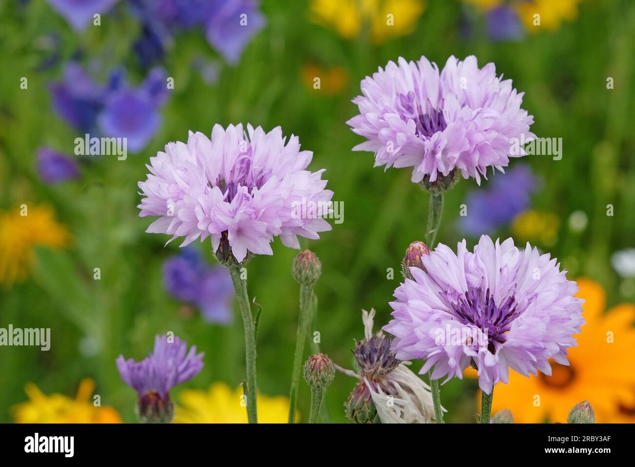Purple corn flowers hi-res stock photography and images - Alamy