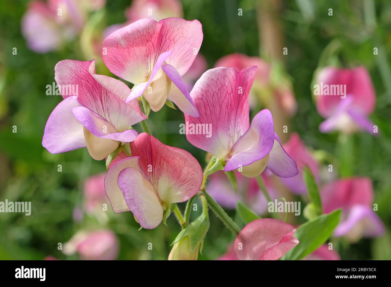 Lathyrus odoratus 'Spanish Dancer' in flower Stock Photo - Alamy