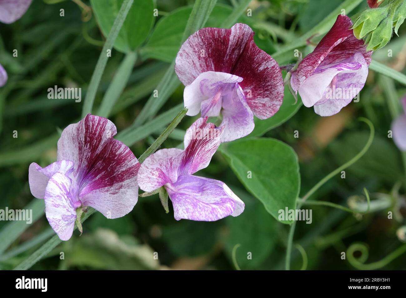 Lathyrus odoratus blooms hi-res stock photography and images - Alamy