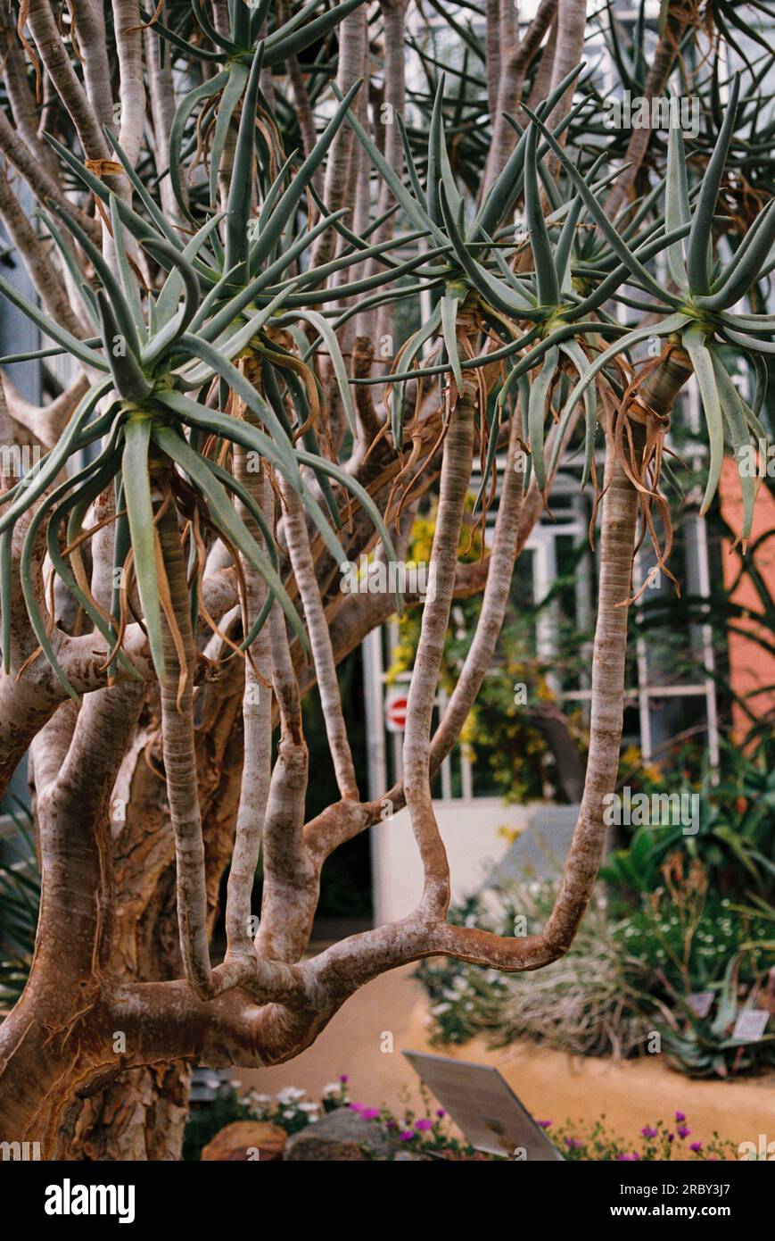 A detail of an aloe dichotoma plant inside a botanical garden Stock ...