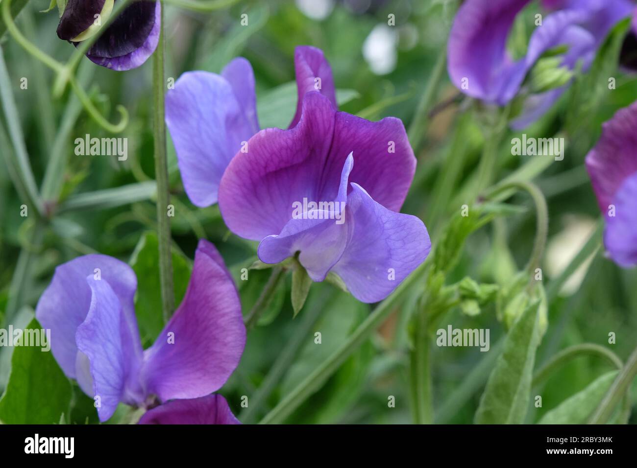 King of flower hi-res stock photography and images - Alamy