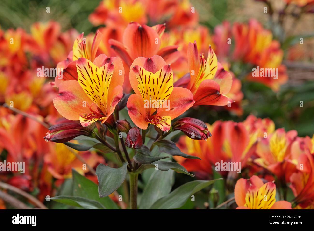 Alstroemeria ‘indian summer’ hi-res stock photography and images - Alamy
