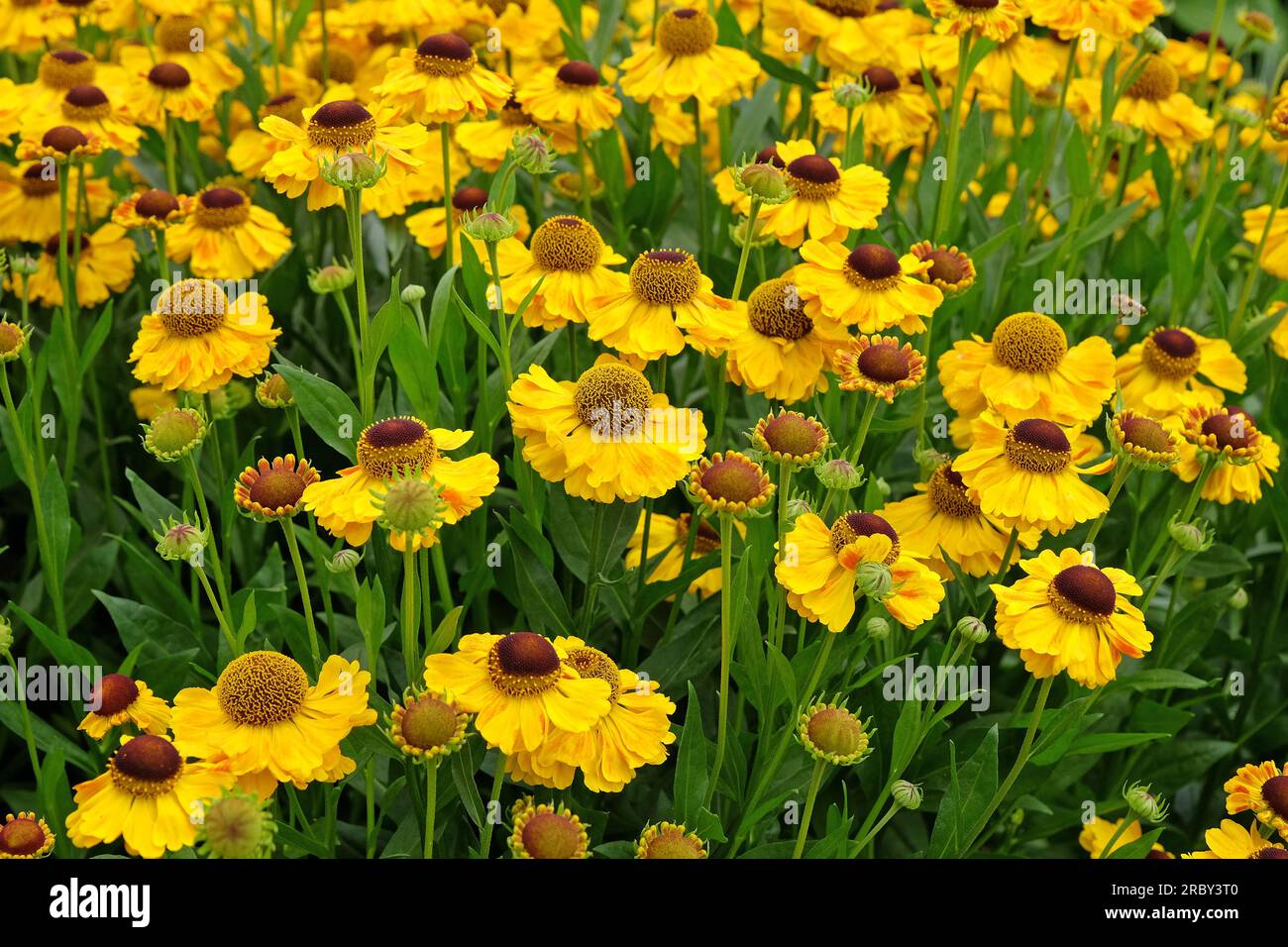 Helenium el dorado hi-res stock photography and images - Alamy
