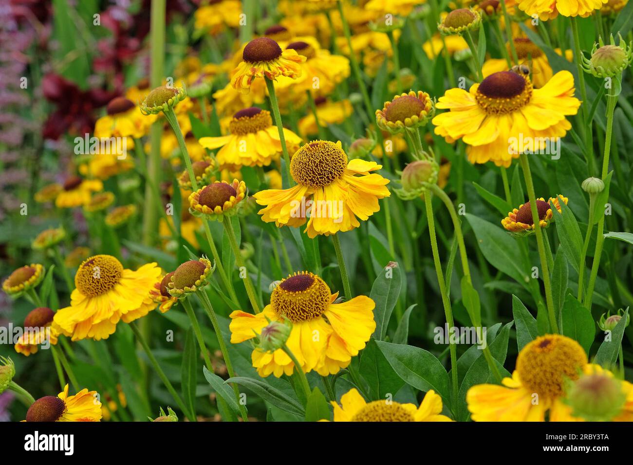 Helenium el dorado hi-res stock photography and images - Alamy