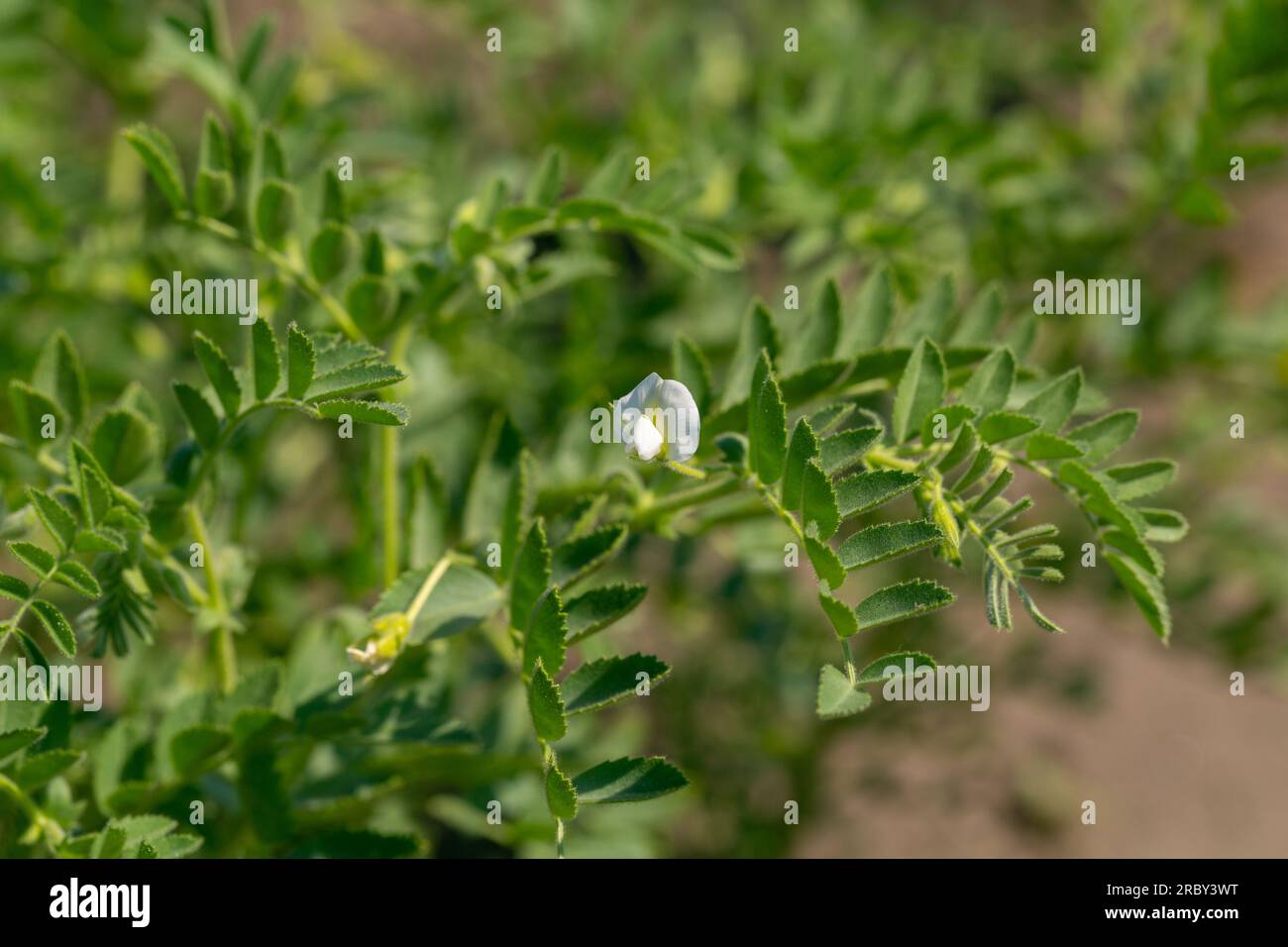 Chickpeas growing in an organic garden hi-res stock photography and ...
